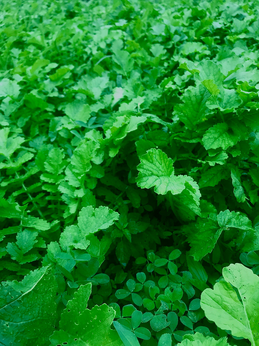 Rack Radishes - Food Plot Seed – Boonetown Seed Company